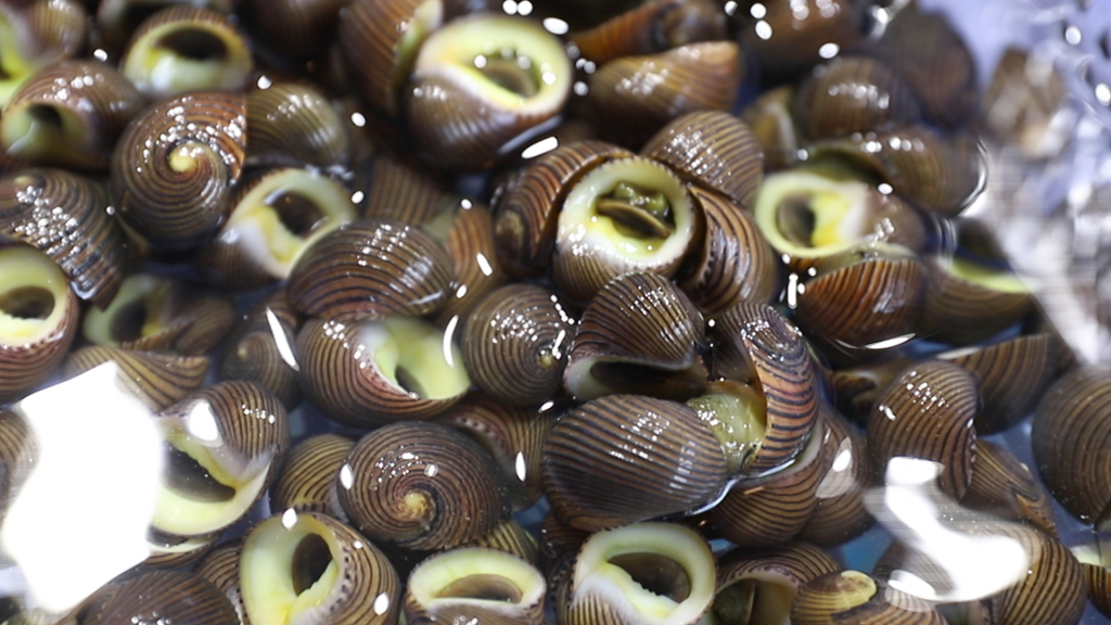 SEA SNAILS - The Yacht Hotel by DC : The Yacht Hotel by DC